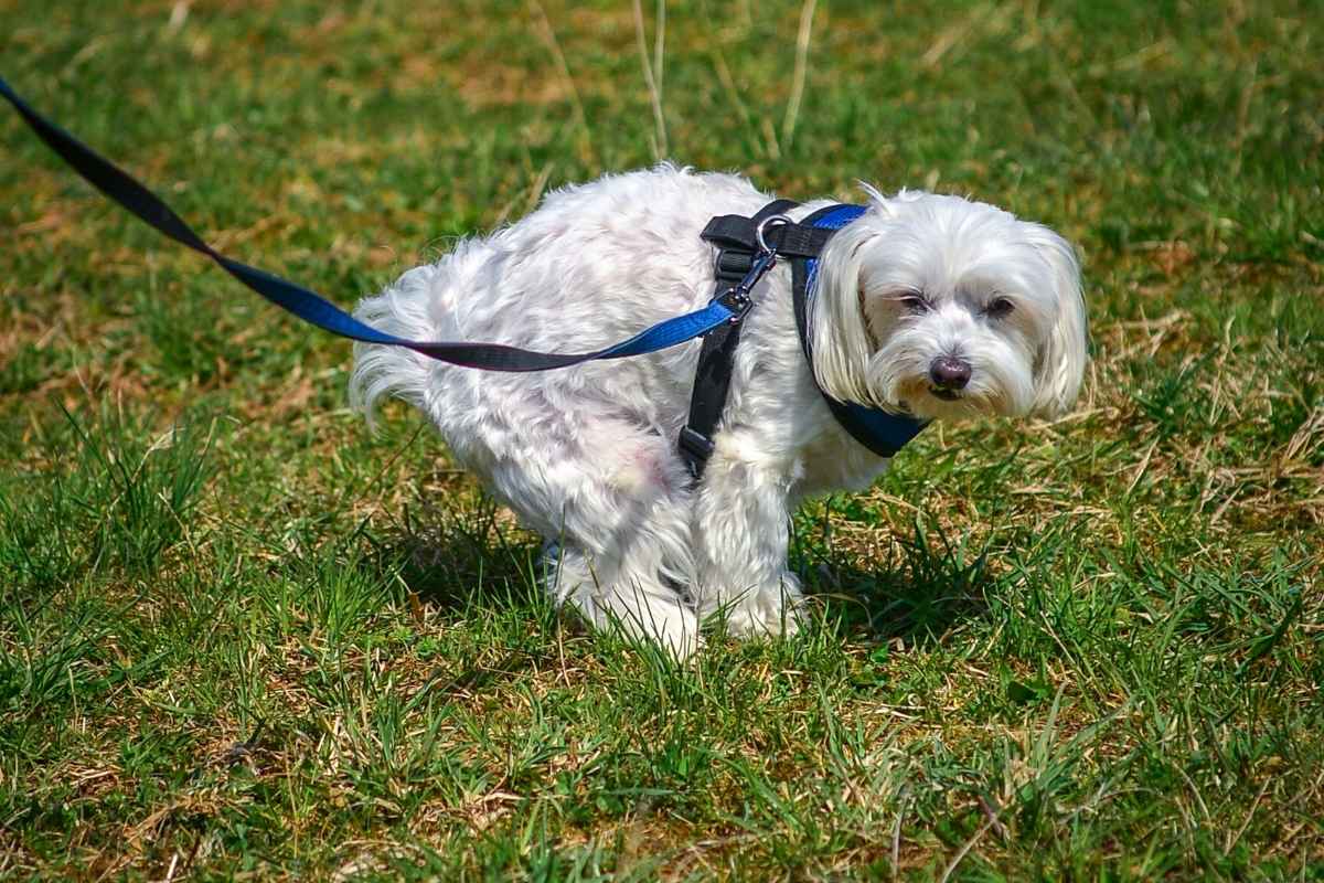 Dog Poop: What Is Normal And When To Worry